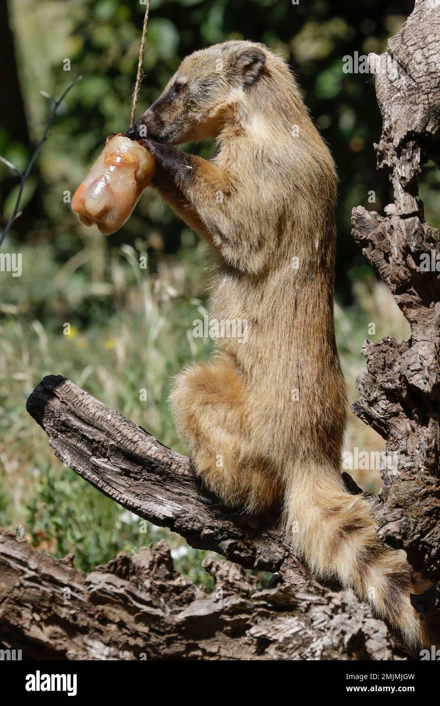 A red coati sucks on a fruit icicle on a hot day, in Rome's zoo ...