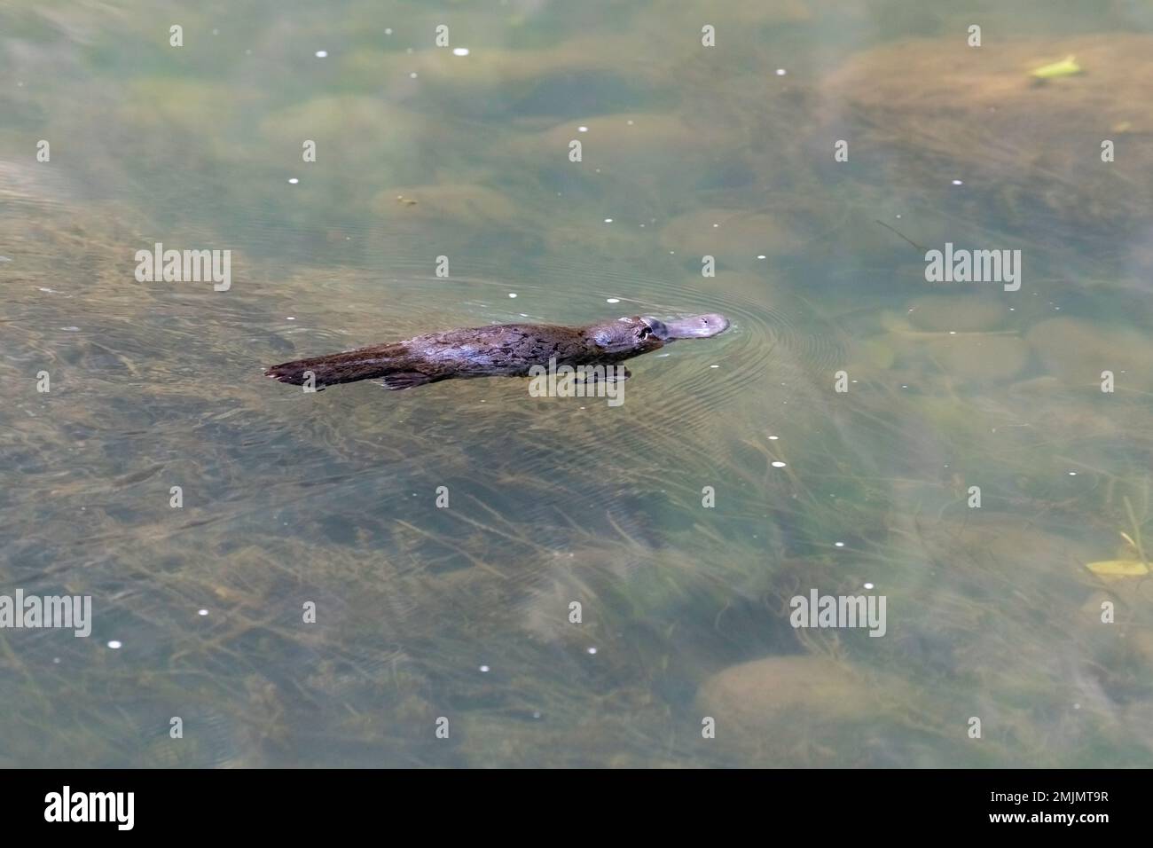 Platypus life cycle hi-res stock photography and images - Alamy