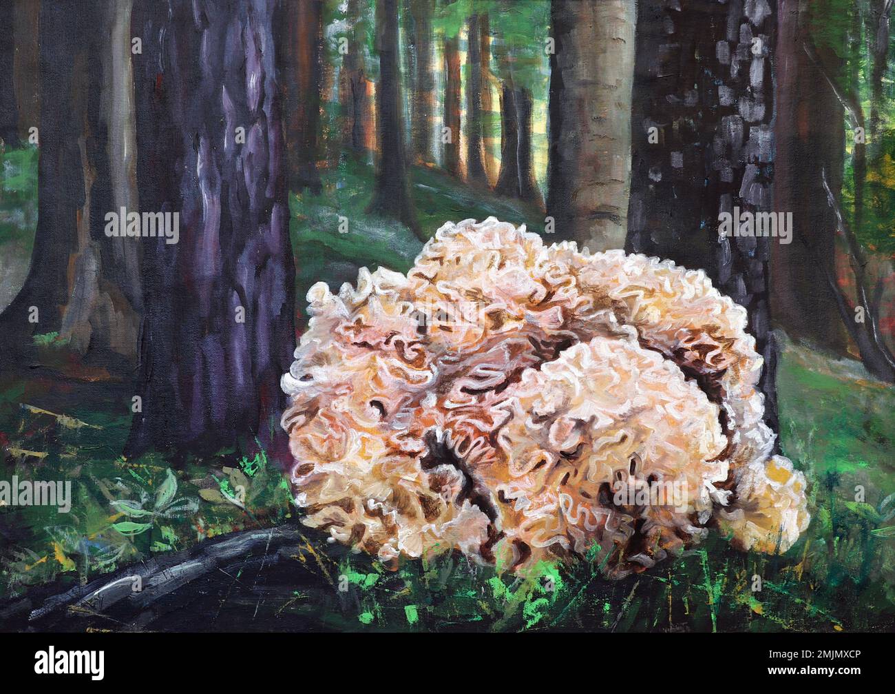 Sparassis crispa sometimes called cauliflower fungus - delicious edible ...