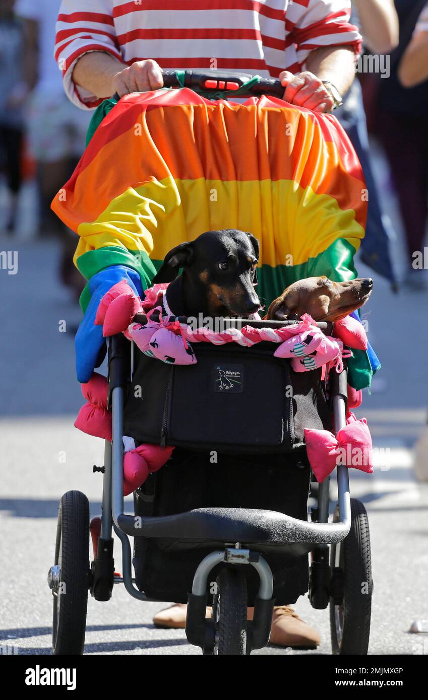 Dogs ride in a baby carriage decorated with a rainbow flag during the ...