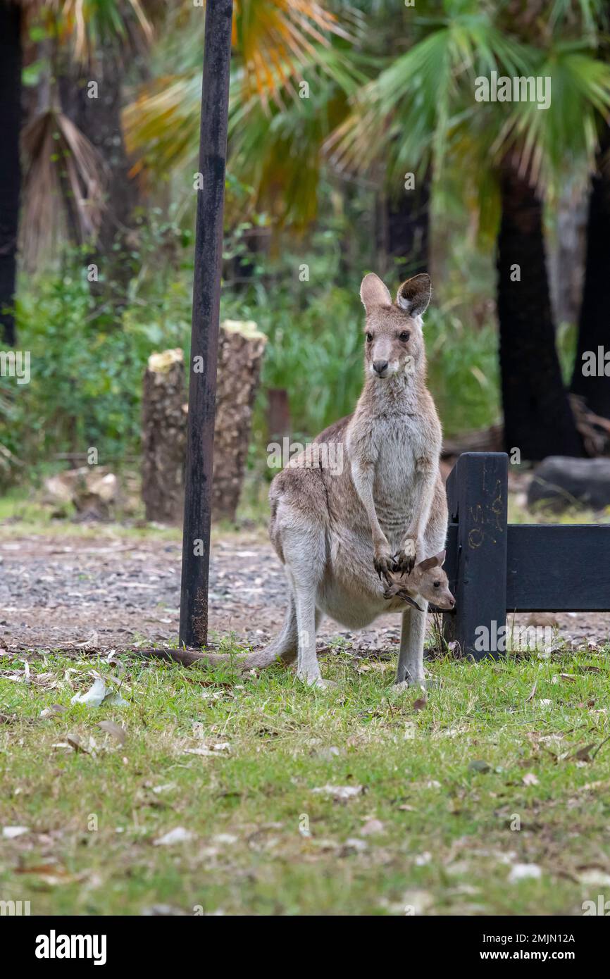 Baby kangaroo stick his head and legs out from mums pouch at the ...