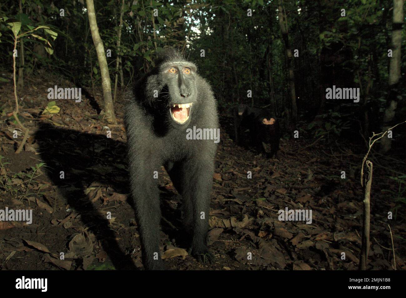A Sulawesi crested-black macaque (Macaca nigra) is showing a mouth ...