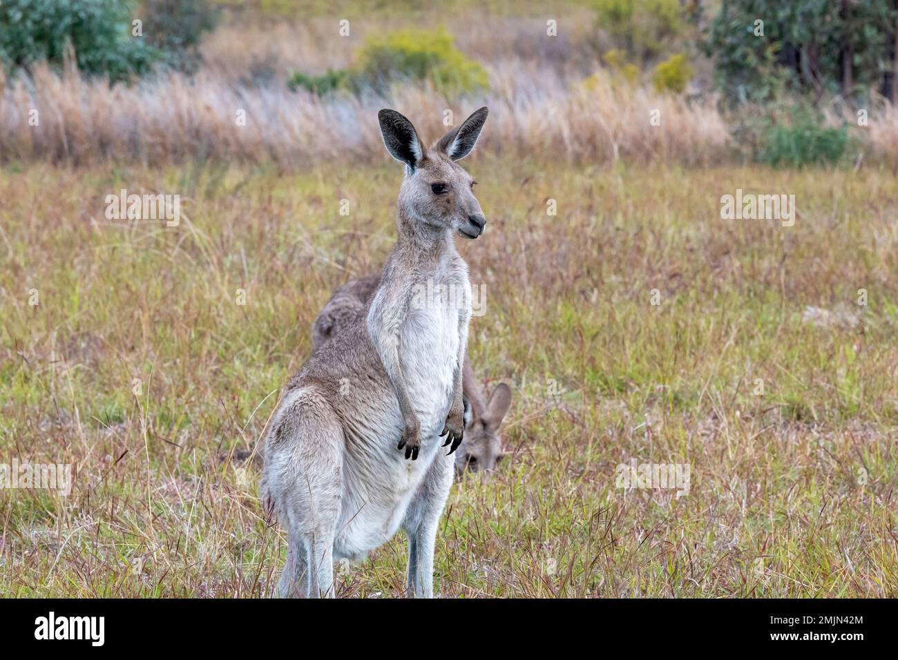 Female Eastern Grey Kangaroo standing tall in Carnarvon National Park ...