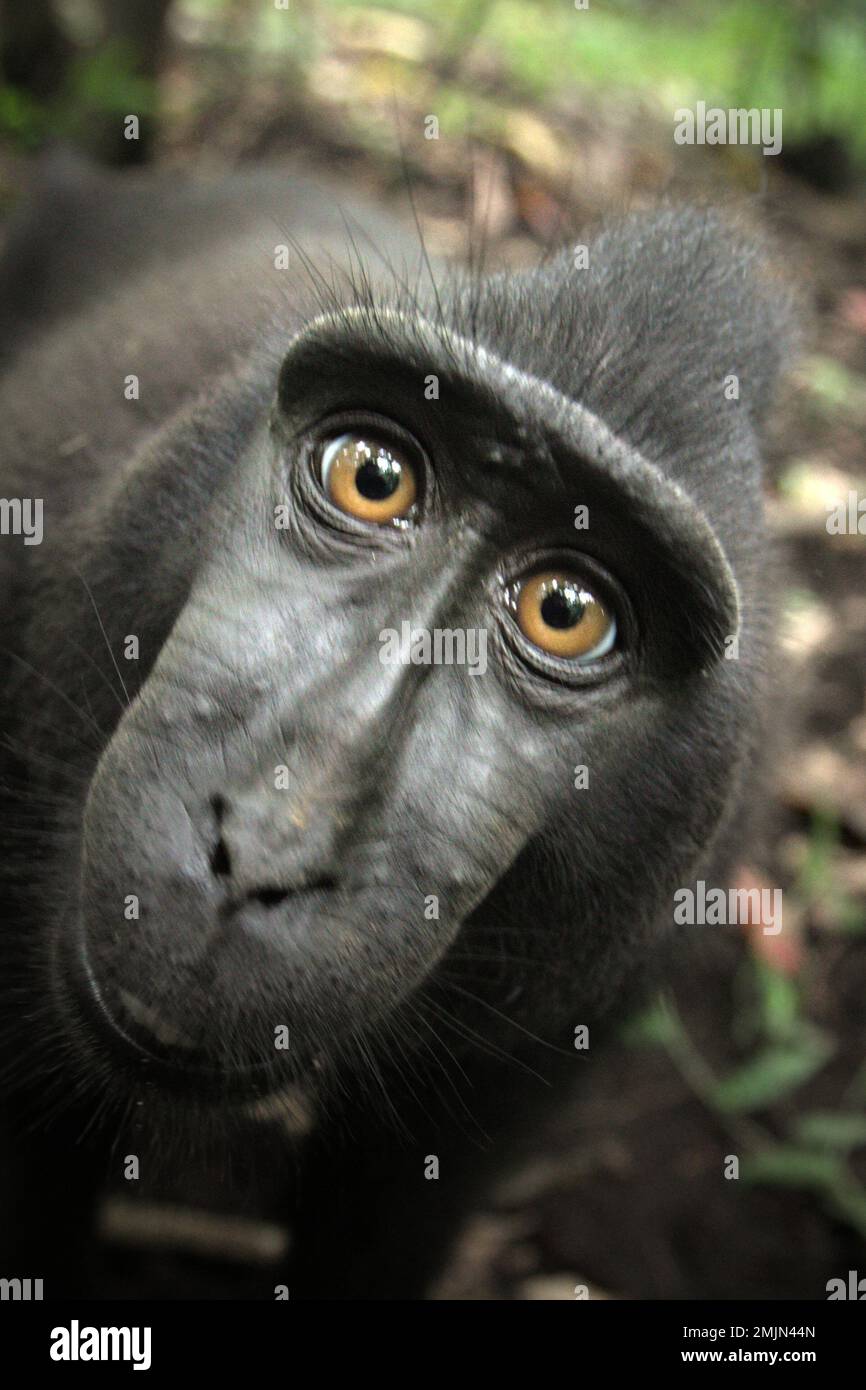 A Sulawesi black-crested macaque (Macaca nigra) is curiously looking ...