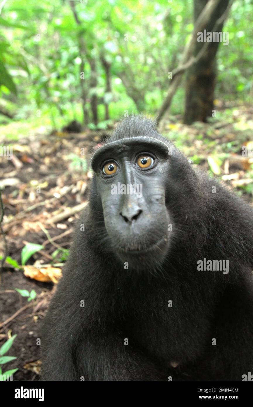 A Sulawesi black-crested macaque (Macaca nigra) is curiously looking ...