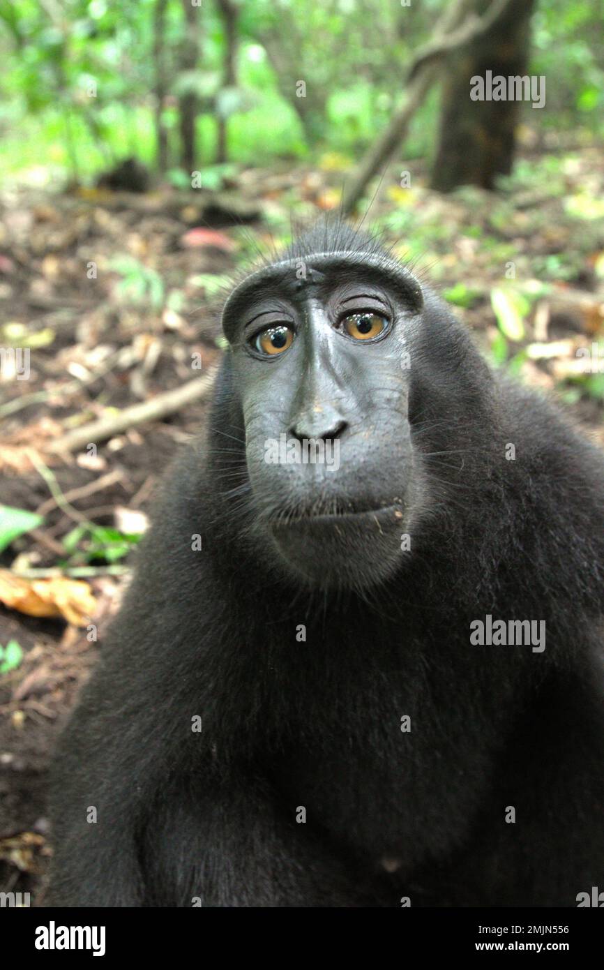 A Sulawesi black-crested macaque (Macaca nigra) is curiously looking ...