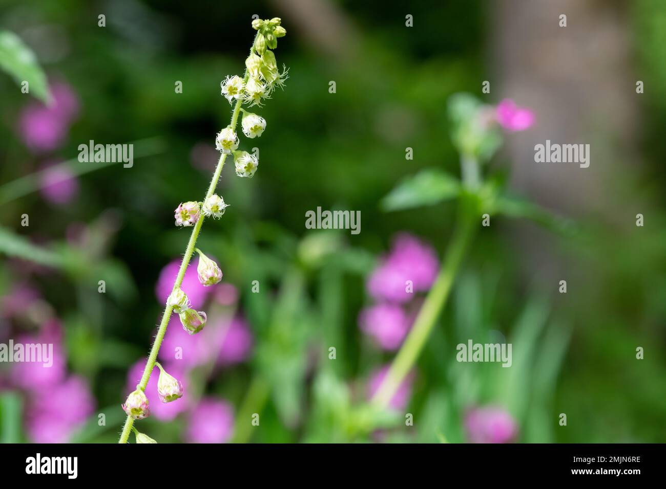 Close up of bigflower tellima (tellima grandiflora) flowers in bloom ...