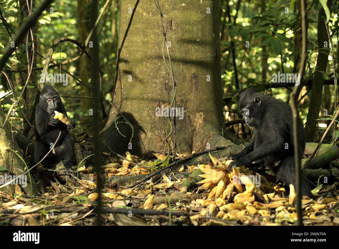 Sulawesi black-crested macaque (Macaca nigra) juveniles are feeding on ...