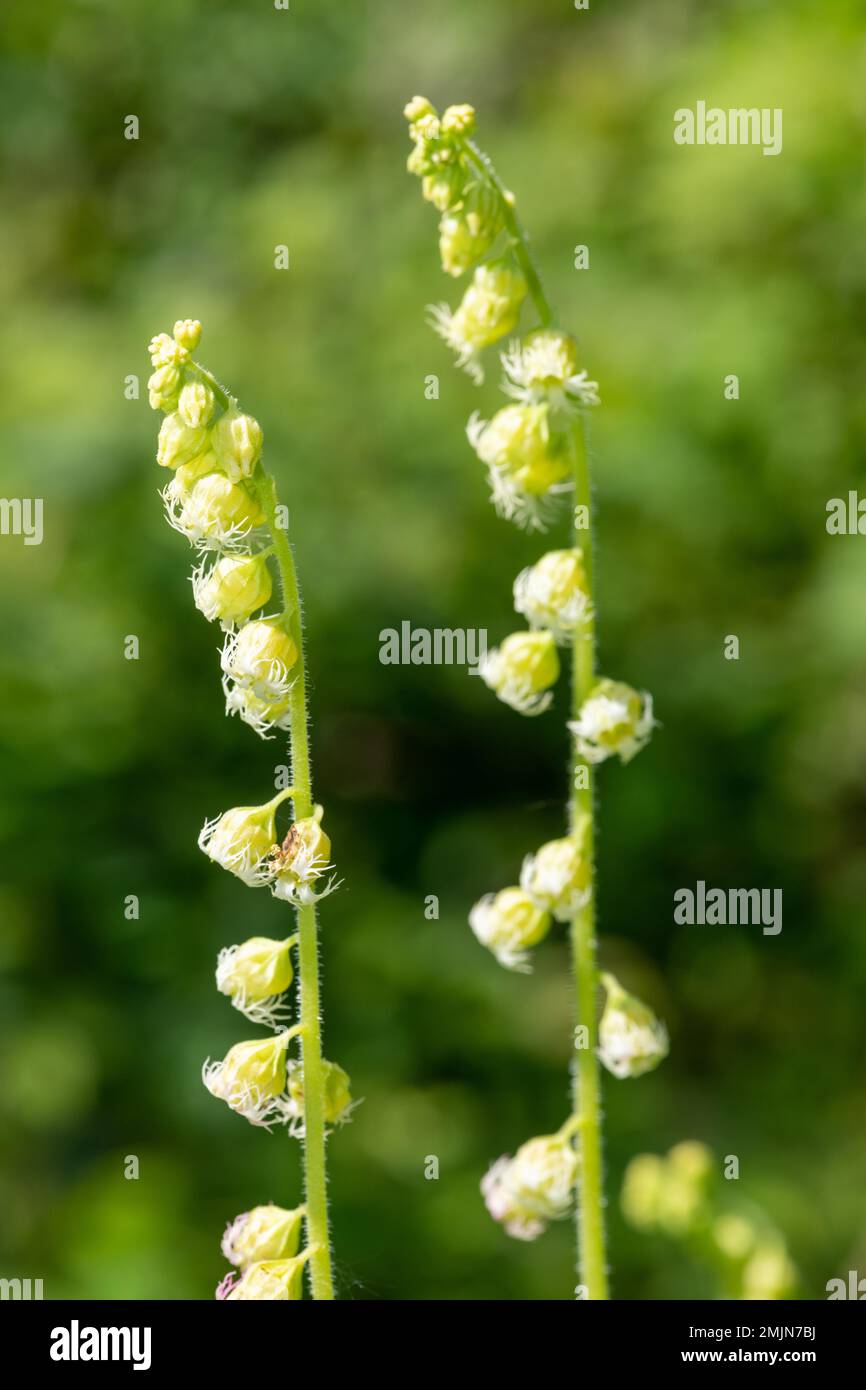Close up of bigflower tellima (tellima grandiflora) flowers in bloom ...