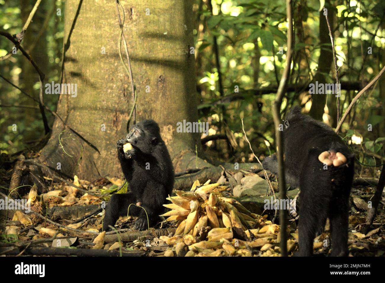 Sulawesi black-crested macaque (Macaca nigra) juveniles are feeding on ...