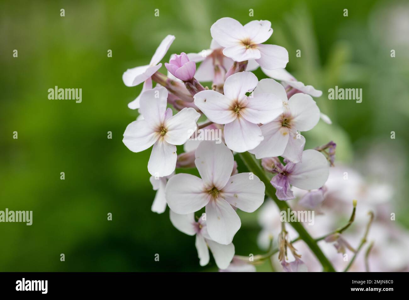 Close up of white honesty (lunaria annua) flowers in bloom Stock Photo ...