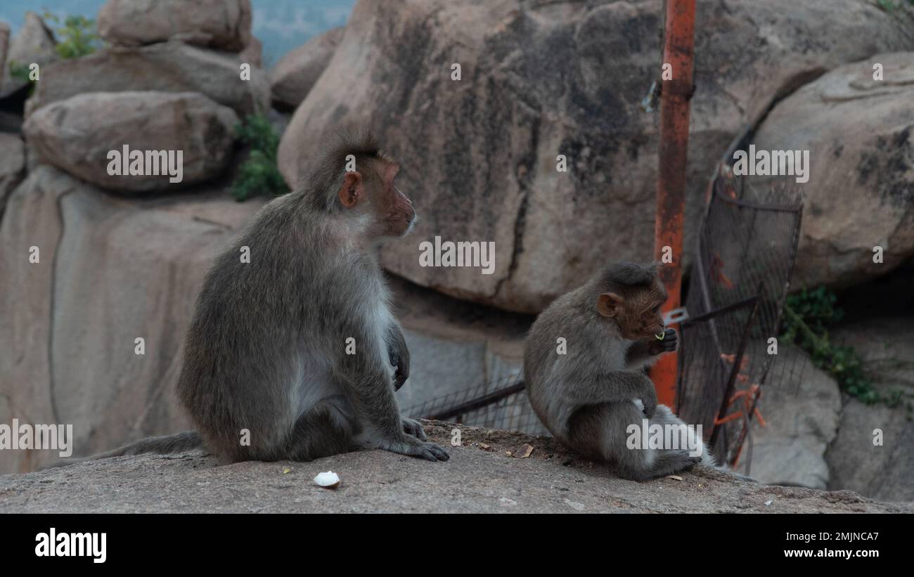 Two monkeys sitting on rocks Stock Photo - Alamy