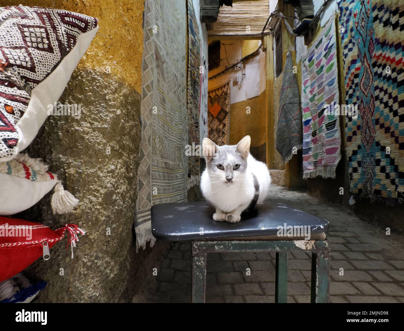 cat looking at you in Small street in Fez Fes medieval medina (old town ...