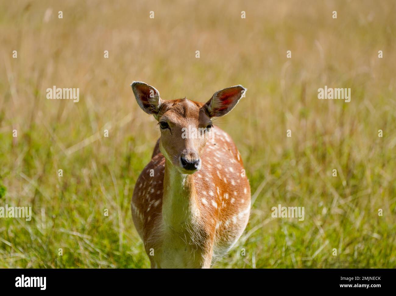 Dama dama wildlife hi-res stock photography and images - Alamy