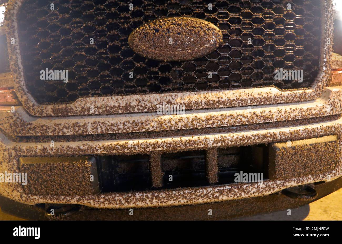 Blind mosquitoes, or aquatic midges, cover the front grill of a truck ...