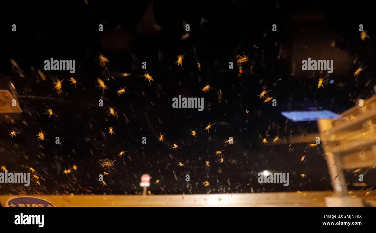 Blind mosquitoes are seen sitting on windshield on the Causeway Bridge ...