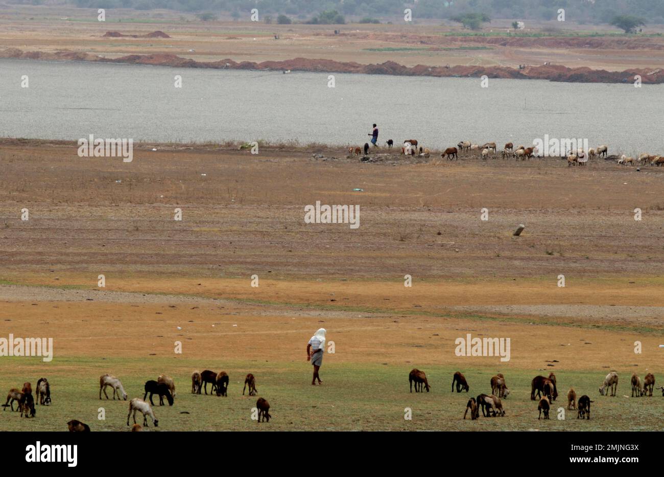 Indian shepherds walk with their livestock on dried-up areas of puzhal ...