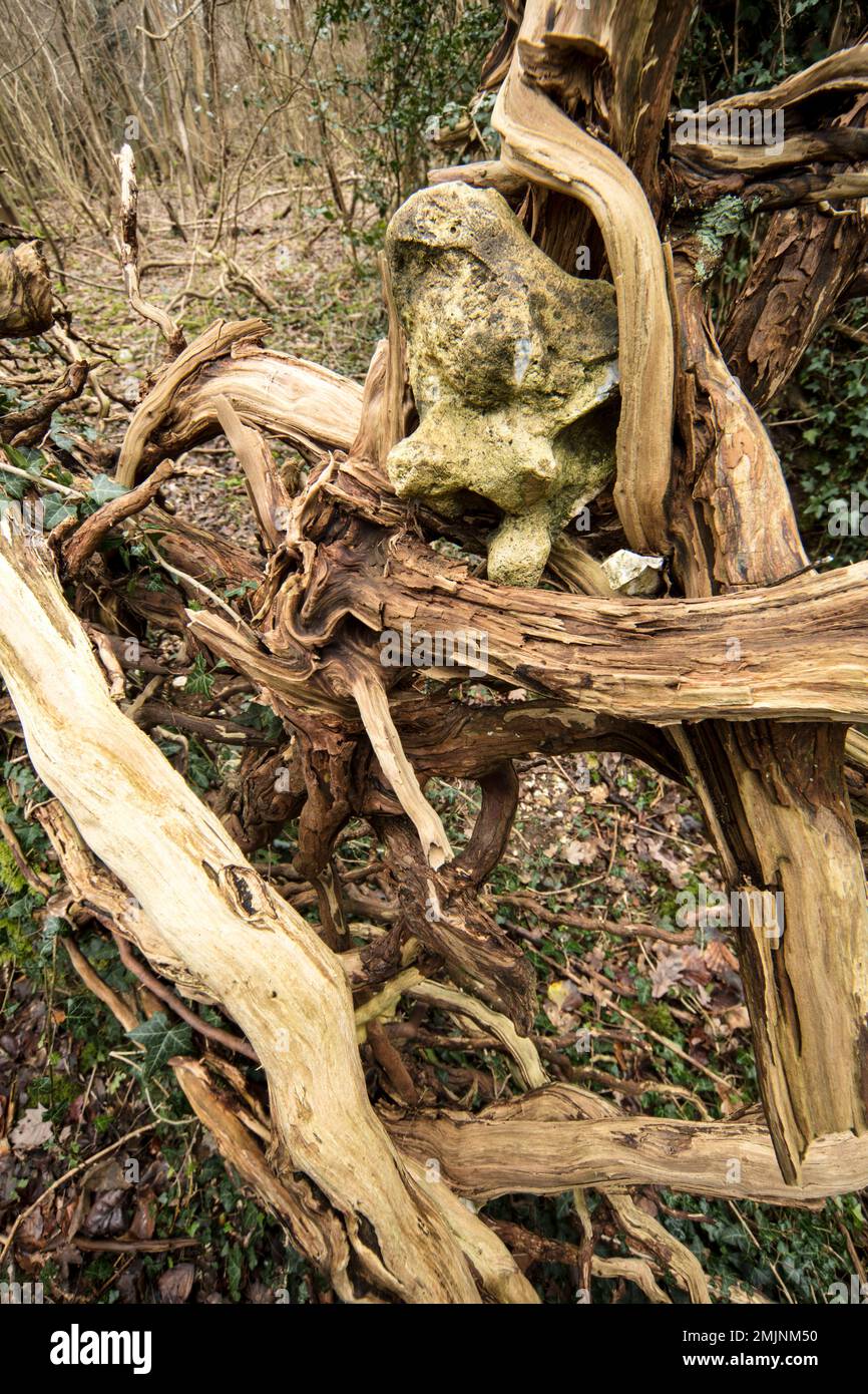 Natural patterns and textures in nature epitomised by tangled tree ...