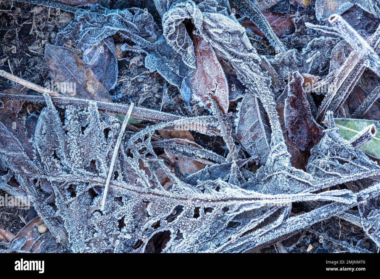 Natural close up semi-abstract patterns and textures in the environment ...