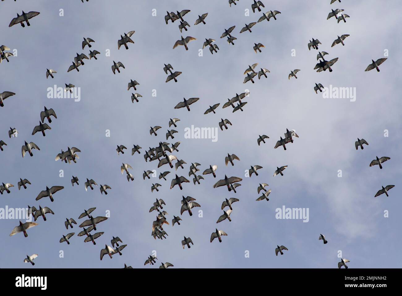 flock of homing pigeon flying against clear blue sky Stock Photo - Alamy