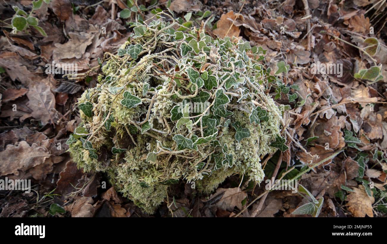 Natures chaos; natural environmental patterns formed by shapes in an ...