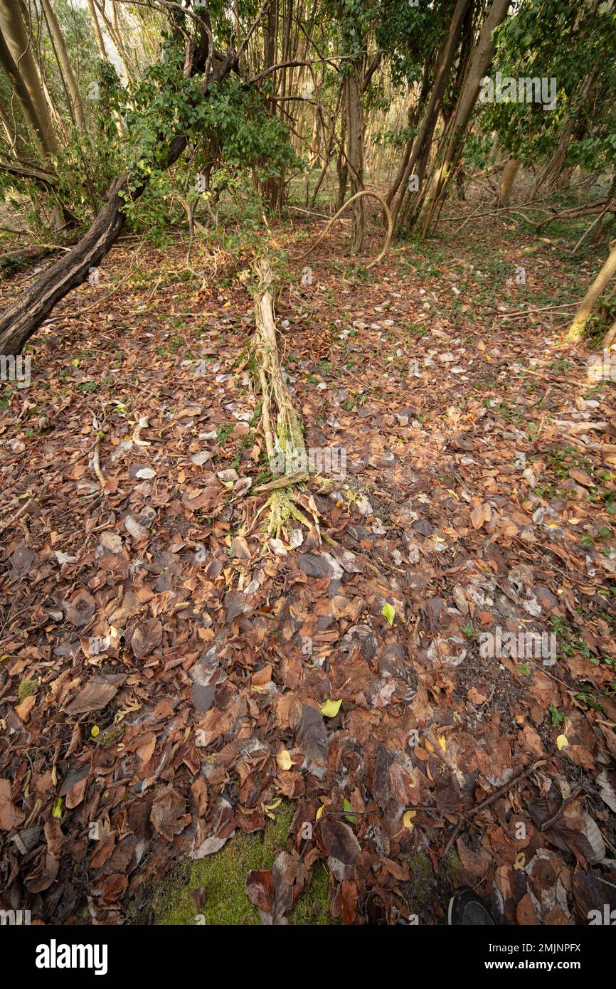 Natural patterns and textures in nature epitomised by tangled tree ...