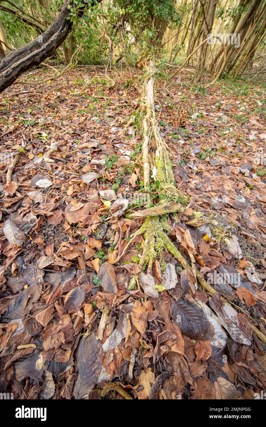 Natural patterns and textures in nature epitomised by tangled tree ...