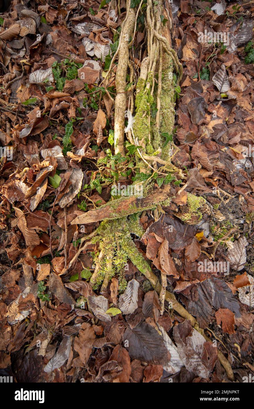 Natural patterns and textures in nature epitomised by tangled tree ...