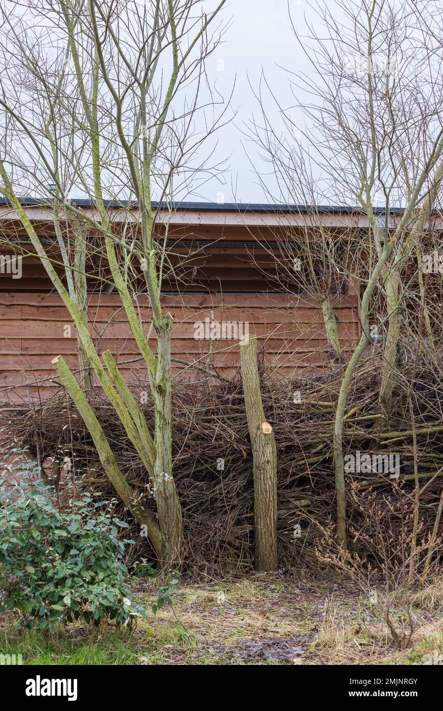 Row of trees with piles of pruning waste as a measure for biodiversity ...