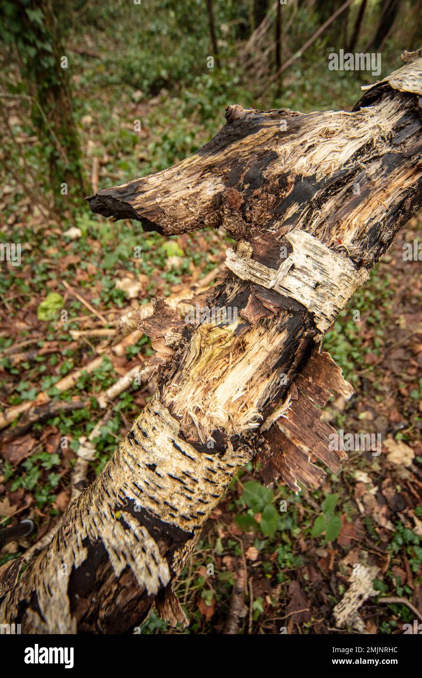 Natures chaos; natural environmental patterns formed by shapes in an ...