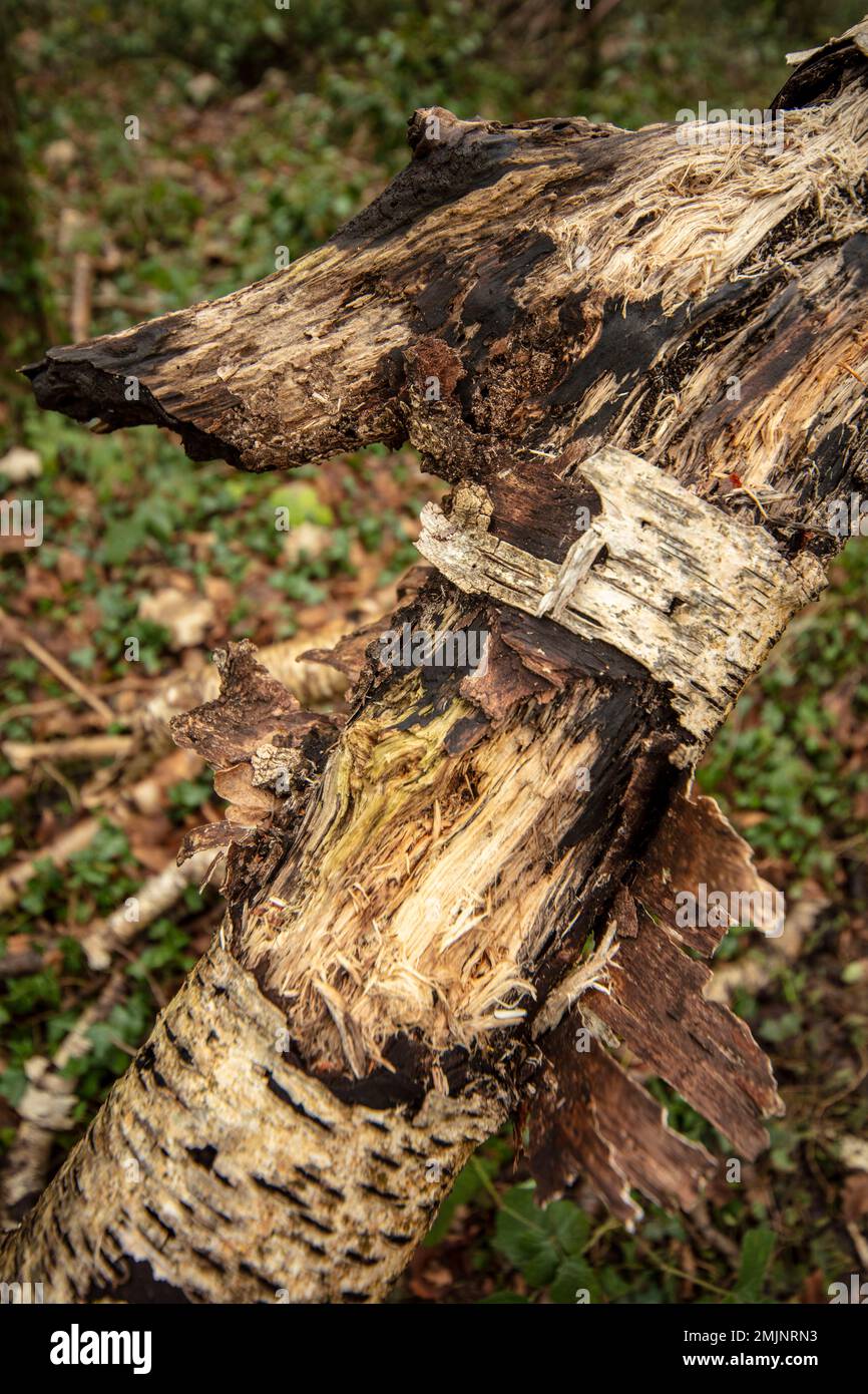 Natures chaos; natural environmental patterns formed by shapes in an ...