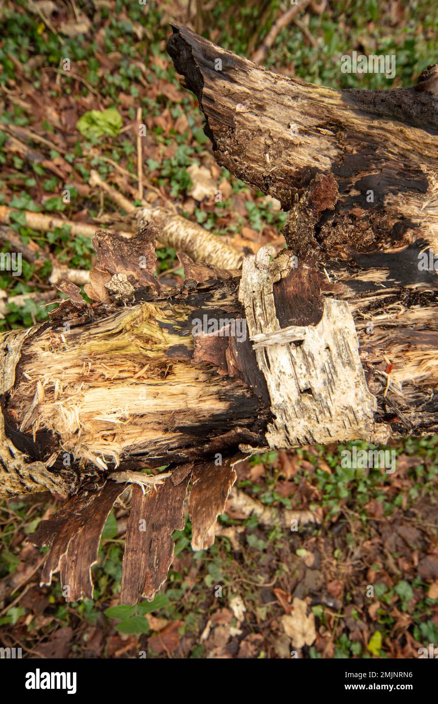 Natures chaos; natural environmental patterns formed by shapes in an ...