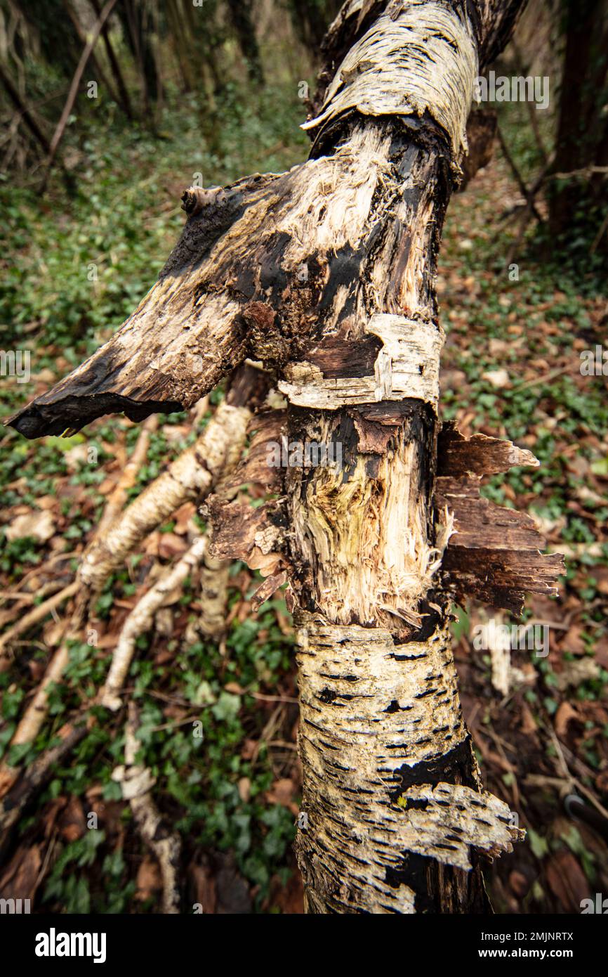 Natures chaos; natural environmental patterns formed by shapes in an ...