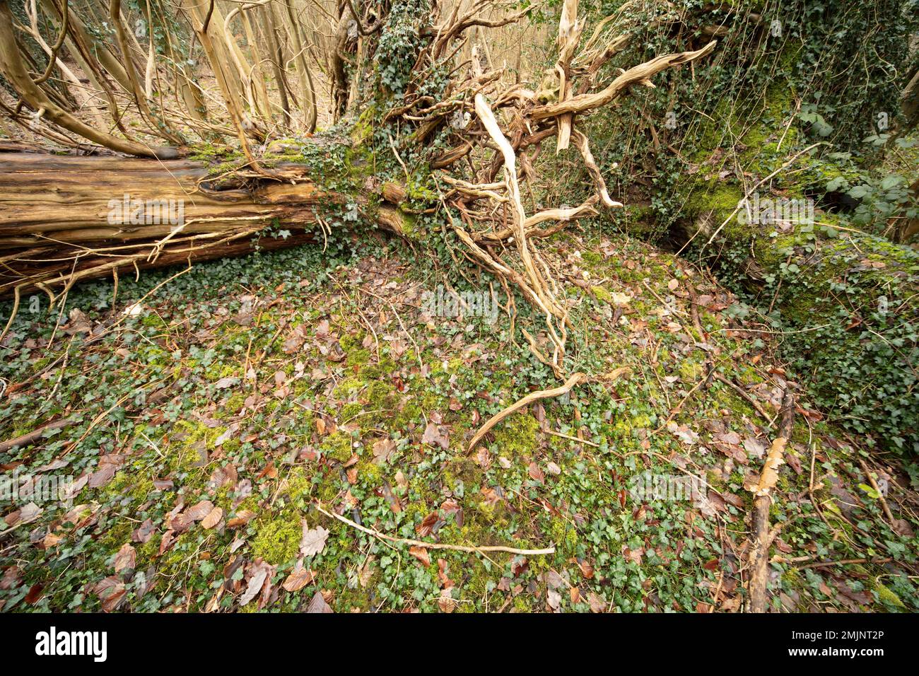 Natures chaos; natural environmental patterns formed by shapes in an ...