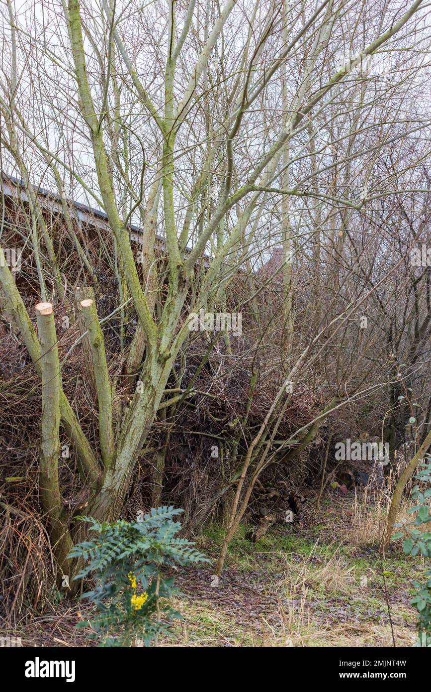 Row of trees with piles of pruning waste as a measure for biodiversity ...