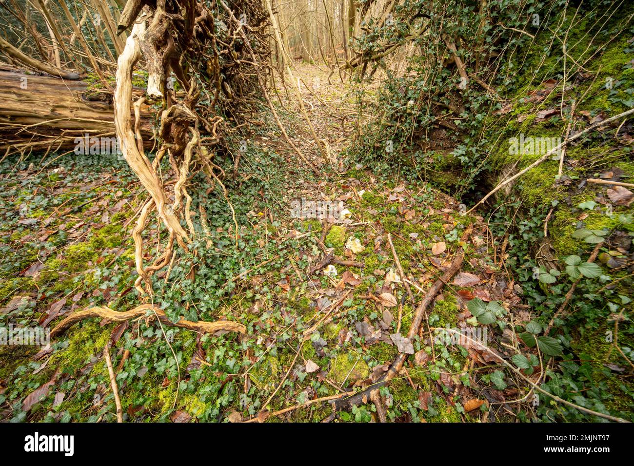 Natures chaos; natural environmental patterns formed by shapes in an ...