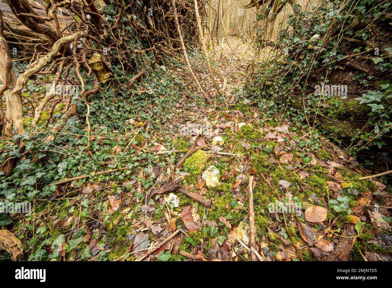 Natures chaos; natural environmental patterns formed by shapes in an ...