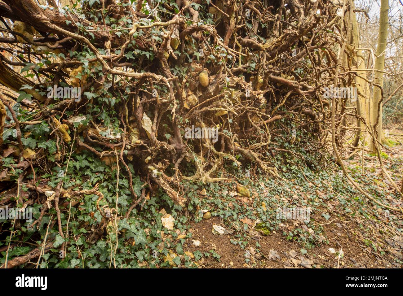 Natures chaos; natural environmental patterns formed by shapes in an ...
