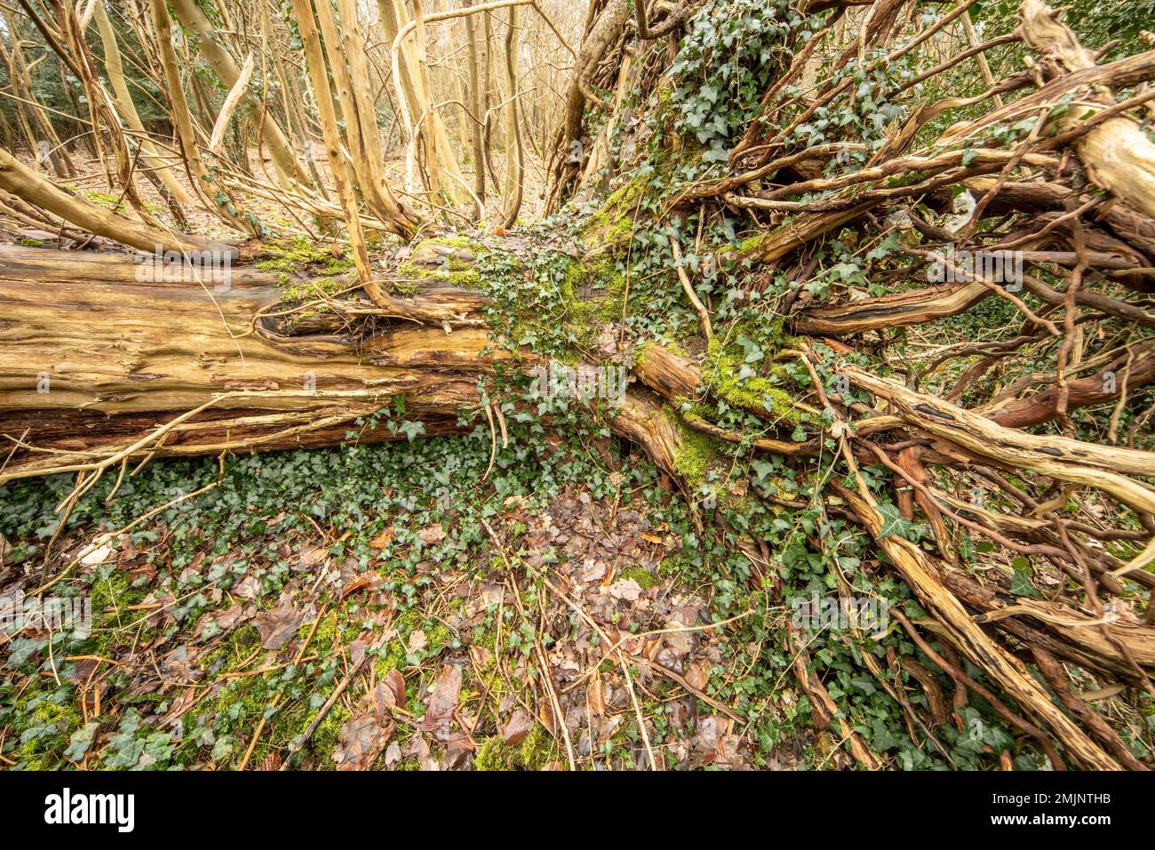 Natures chaos; natural environmental patterns formed by shapes in an ...