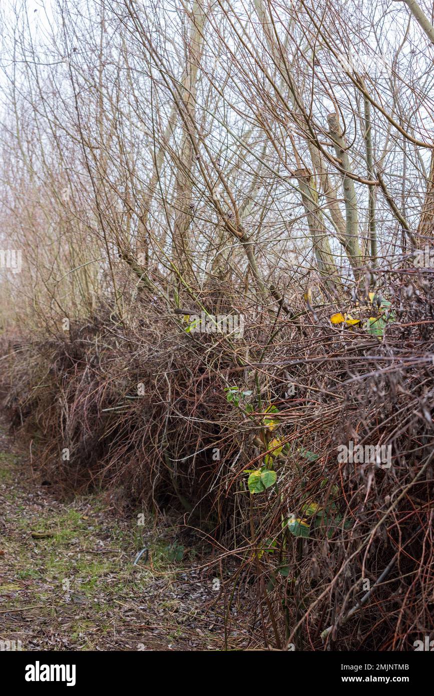 Row of trees with piles of pruning waste as a measure for biodiversity ...