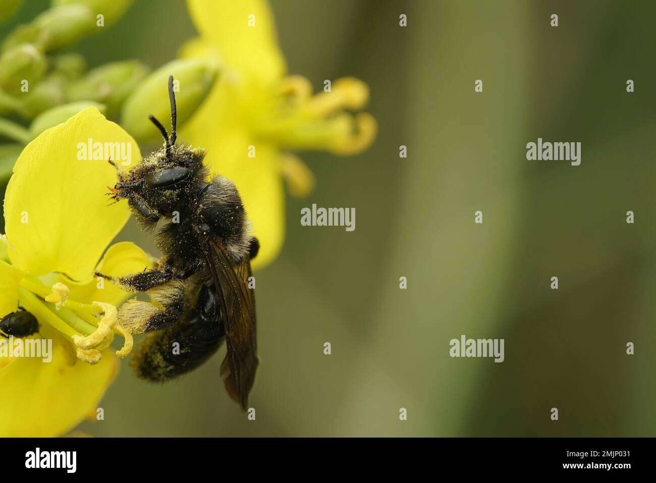 Detailed dorsal closeup on a female of the rather large Buffish mining ...
