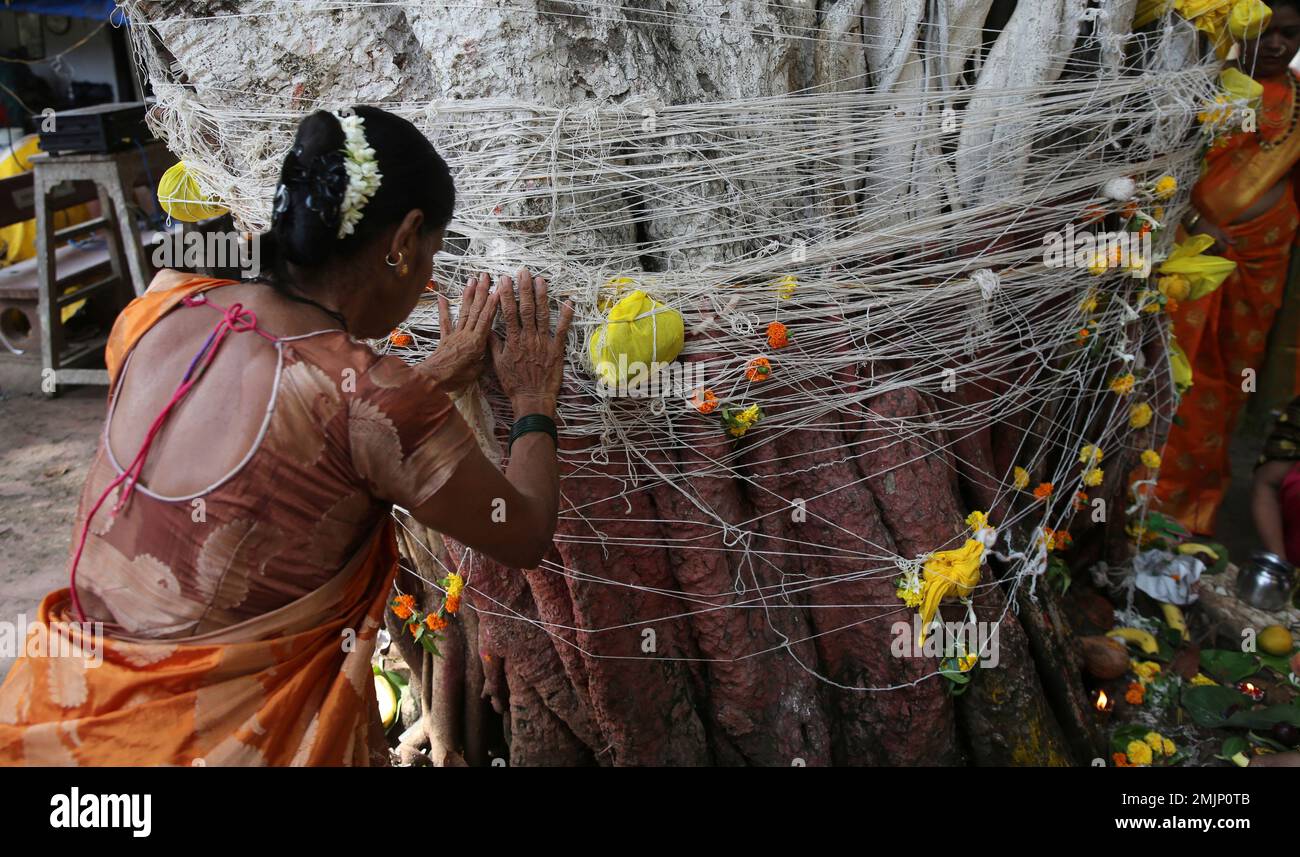 An Indian Hindu married woman performs rituals around a Banyan tree on ...