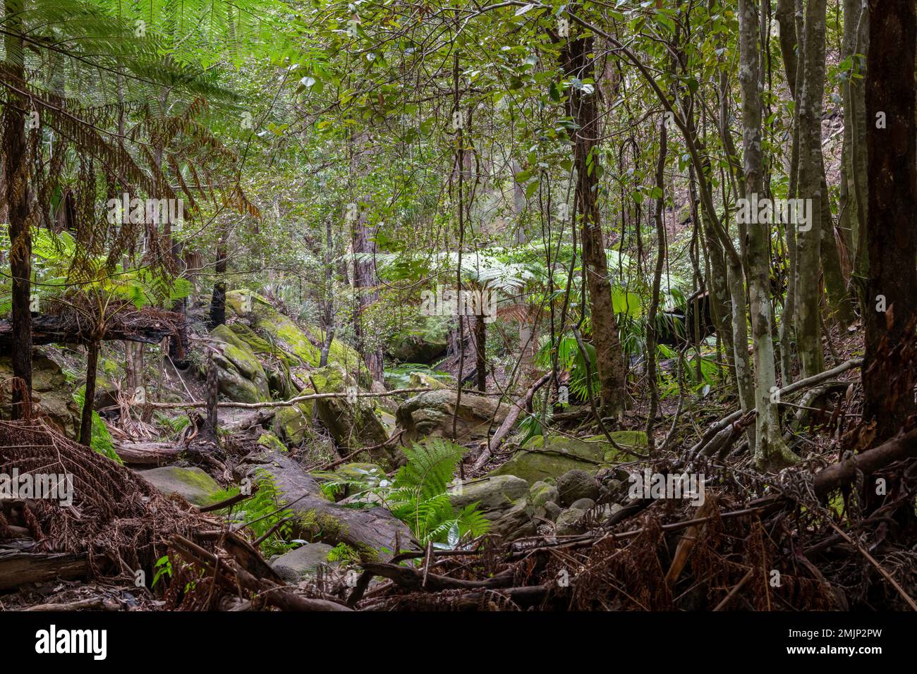 Untouched forest floor at Carnarvon National Park in Queensland ...