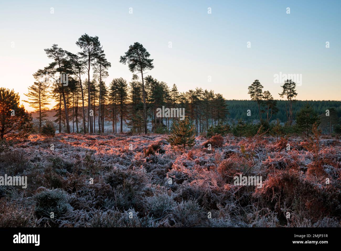 Cleddon Nature Reserve in the Wye Valley at Sunrise Stock Photo - Alamy