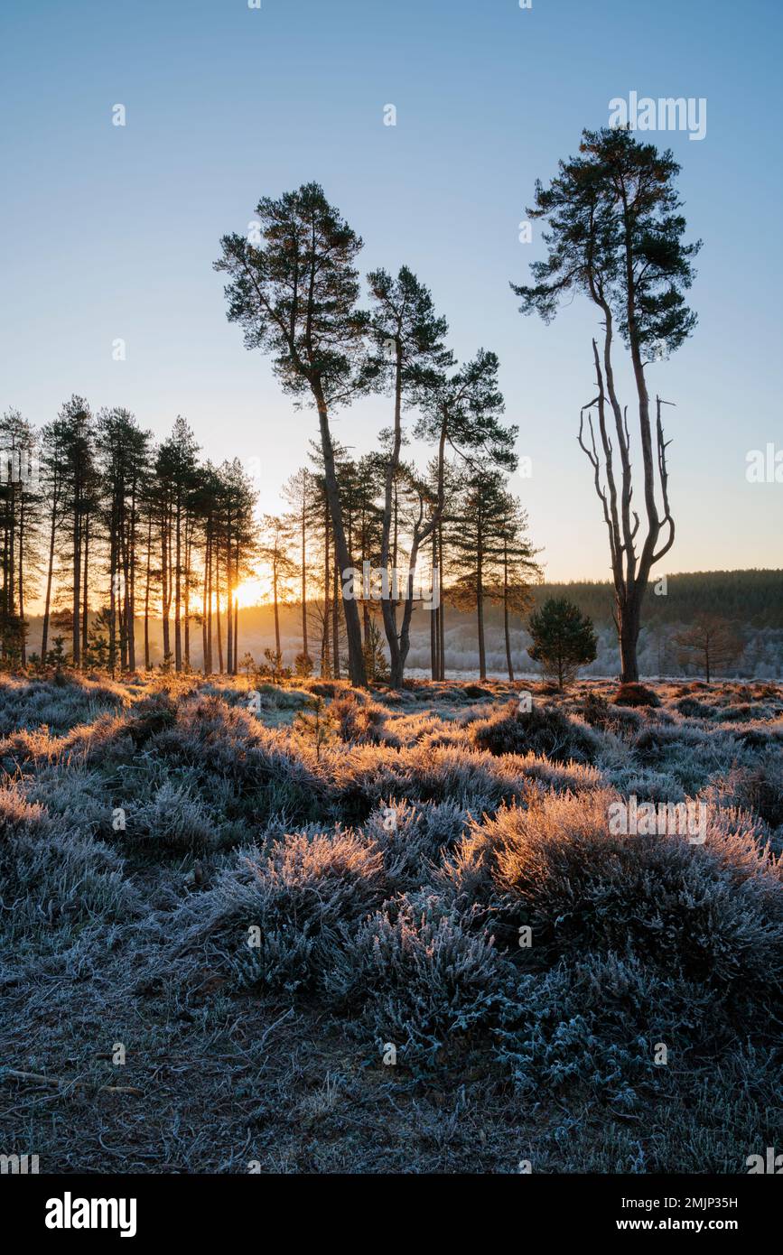 Sunrise at Cleddon Nature Reserve in the Wye Valley Stock Photo - Alamy