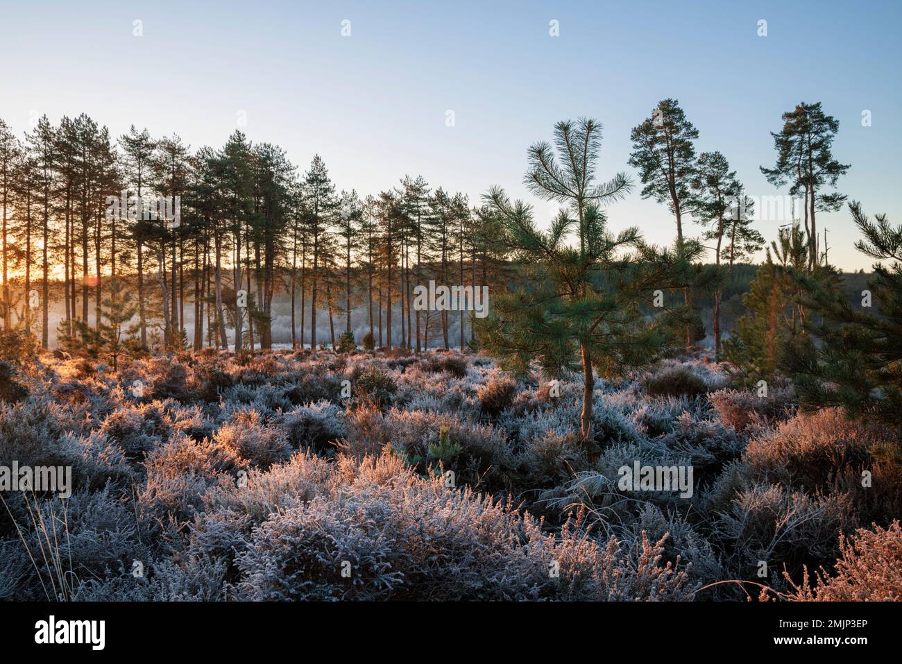 Cleddon nature reserve hi-res stock photography and images - Alamy