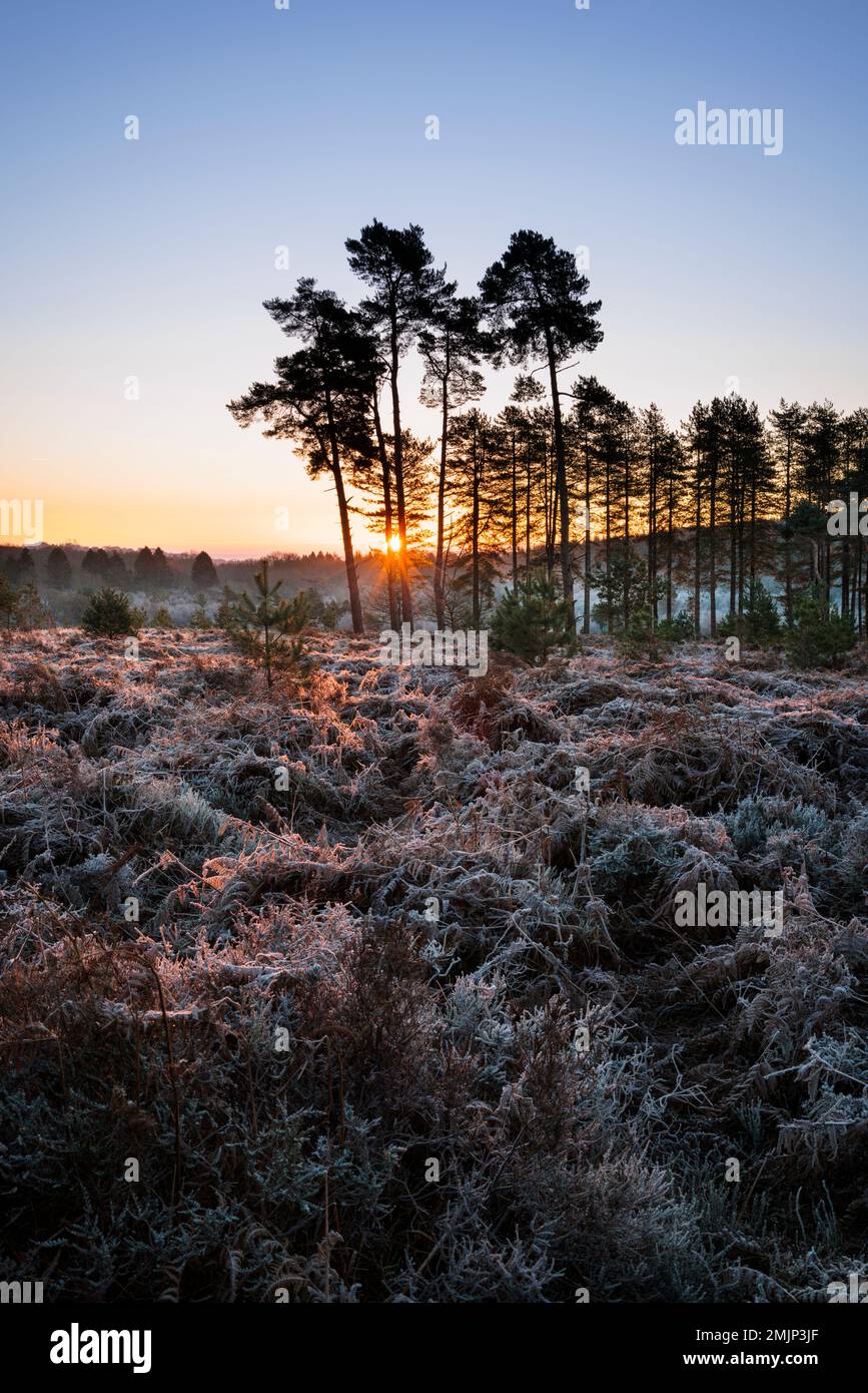 Sunrise at Cleddon Nature Reserve in the Wye Valley Stock Photo - Alamy