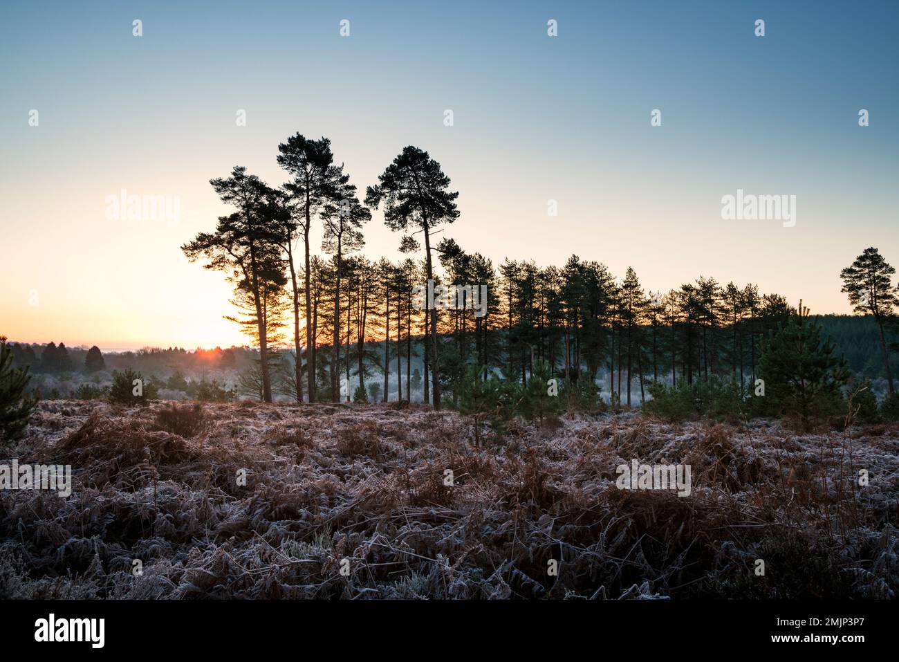 Sunrise at Cleddon Nature Reserve in the Wye Valley Stock Photo - Alamy