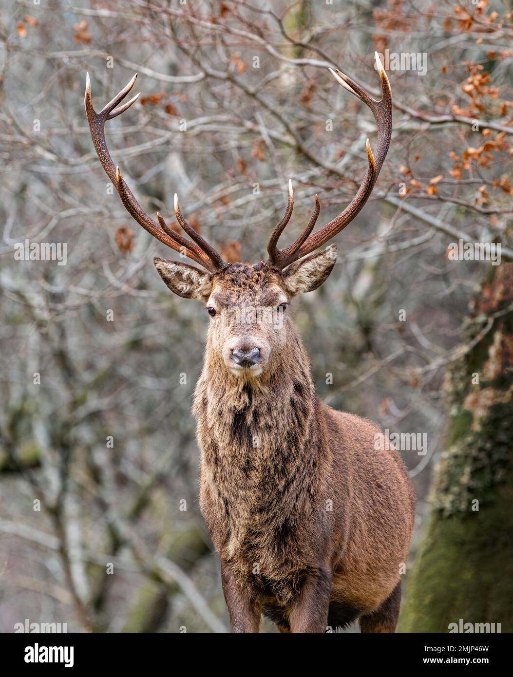 Red Deer Stag in Glen Etive, Scotland Stock Photo - Alamy