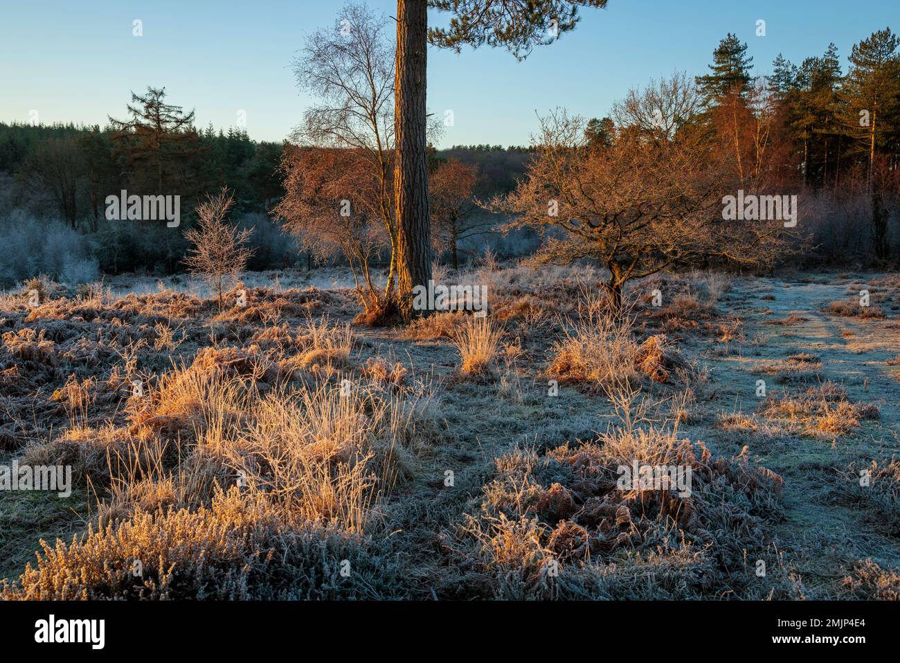 Cleddon Nature Reserve in the Wye Valley at Sunrise Stock Photo - Alamy